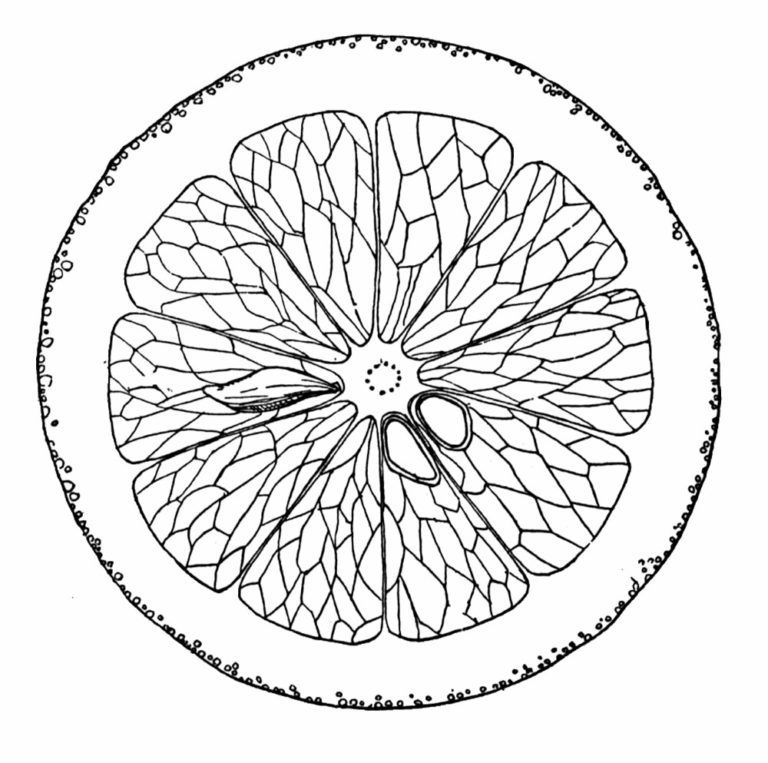 Naranjas partidas ala mitad para colorear - dibujos para colorear